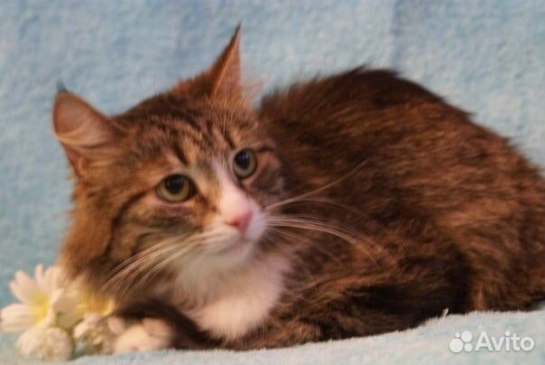 Милой красавице Люсьен очень нужен дом