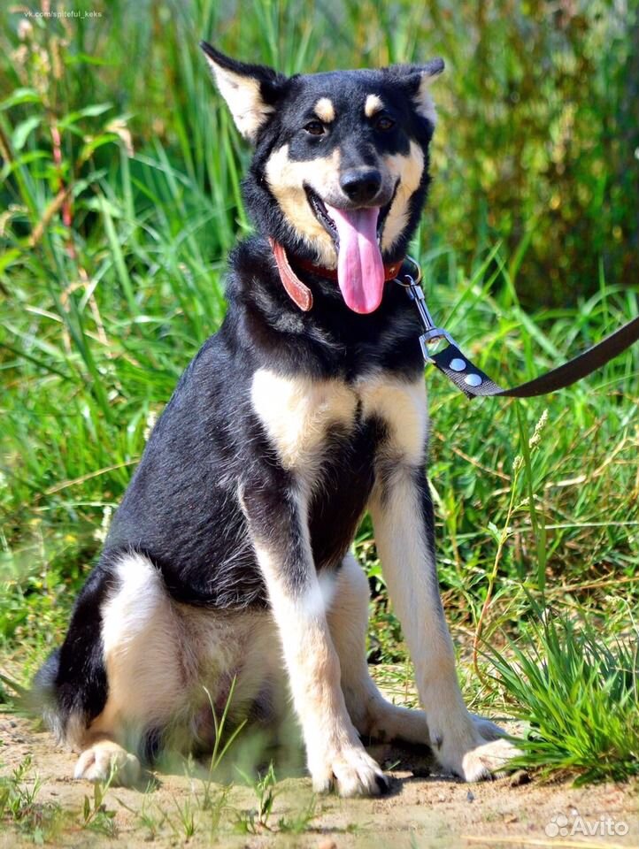 Малышка Николь ищет дом