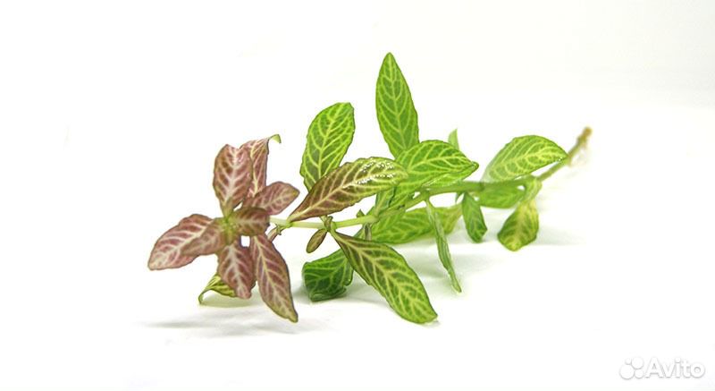 Растения для аквариума