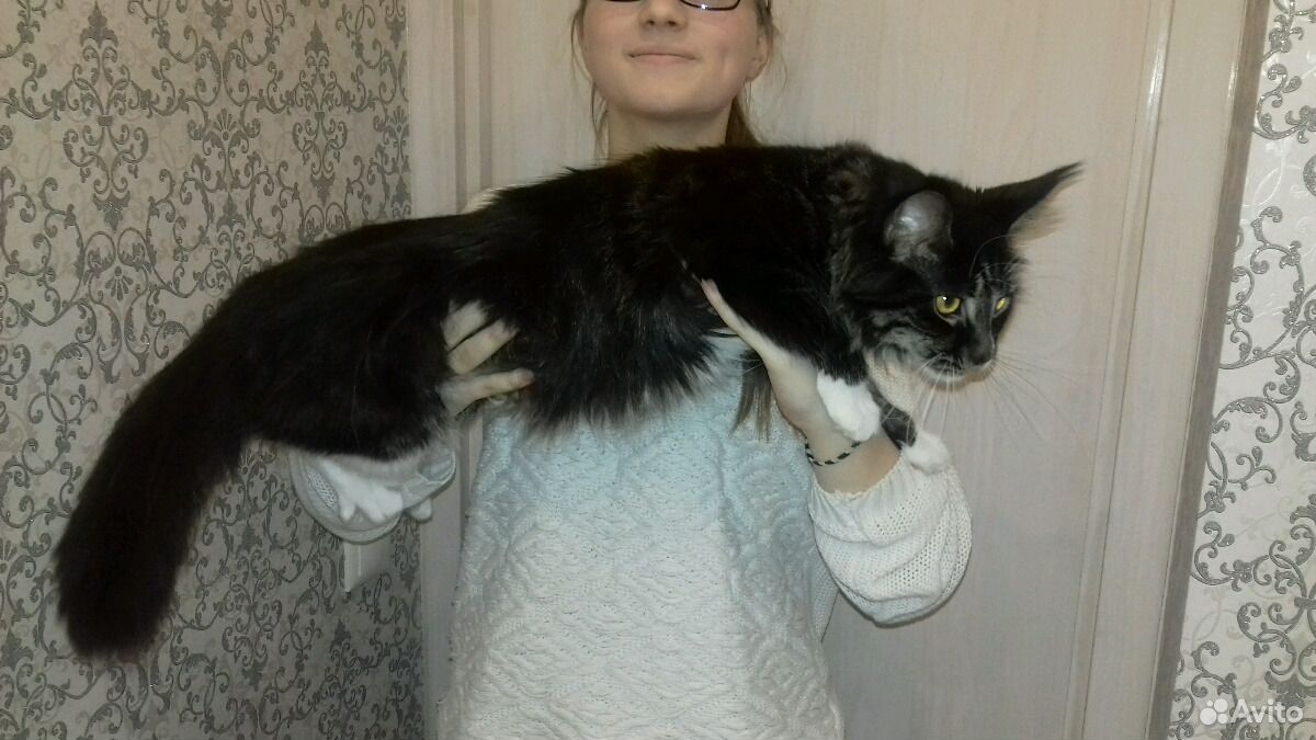 Вязка мейн-куна г. Долгопрудный