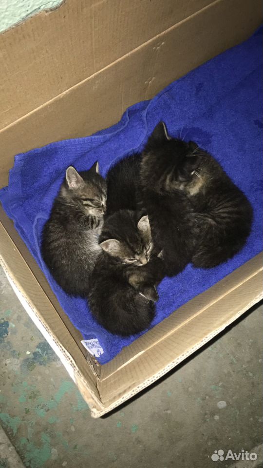 5 маленьких котят ищут дом