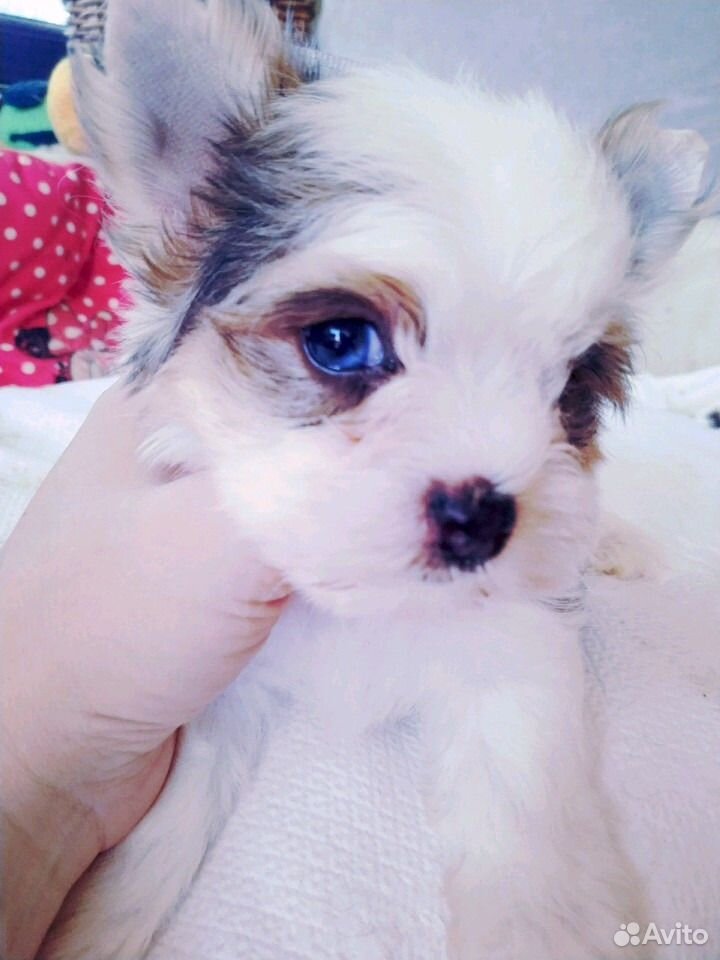 Мини мальчик Y.T. блюбери с голубыми глазками