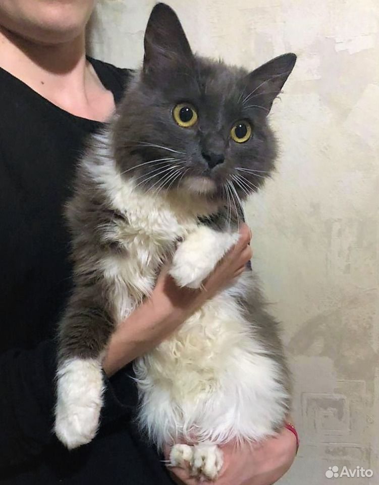 Пушистый котенок-подросток мальчик в дар