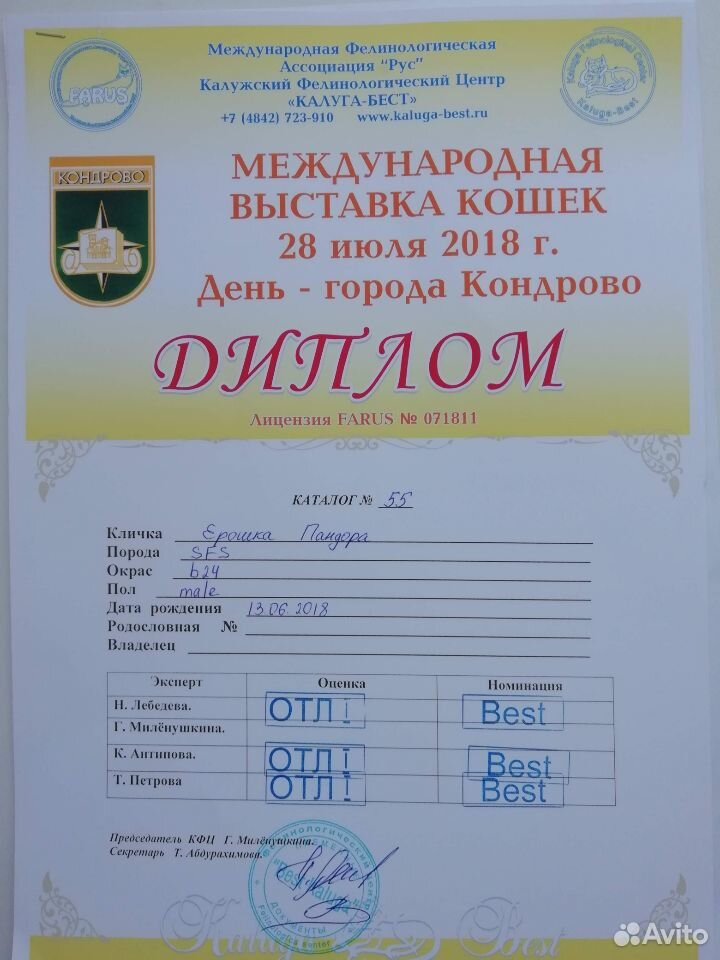 Замечательный котёнок от родителей-чемпионов