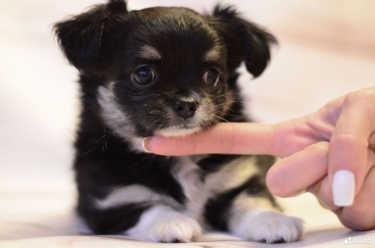 Девочка чишка