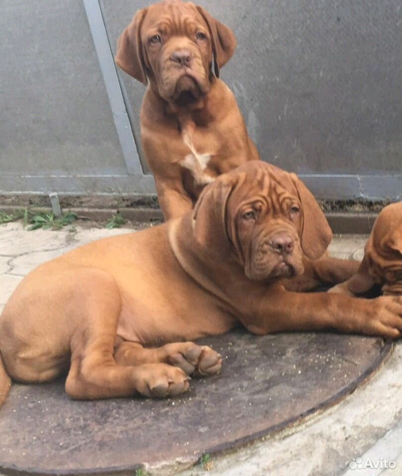 Бордоский дог, щенки