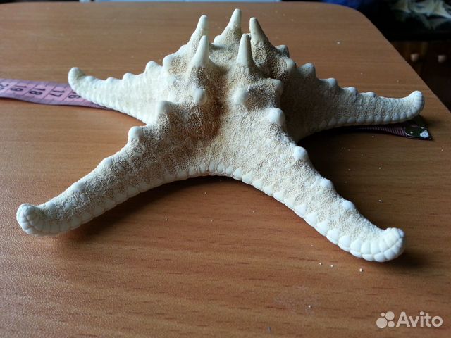 Морская большая звезда для аквариума/интерьера