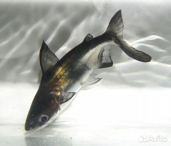 Пангасиус вымпельный (Акулий сом)