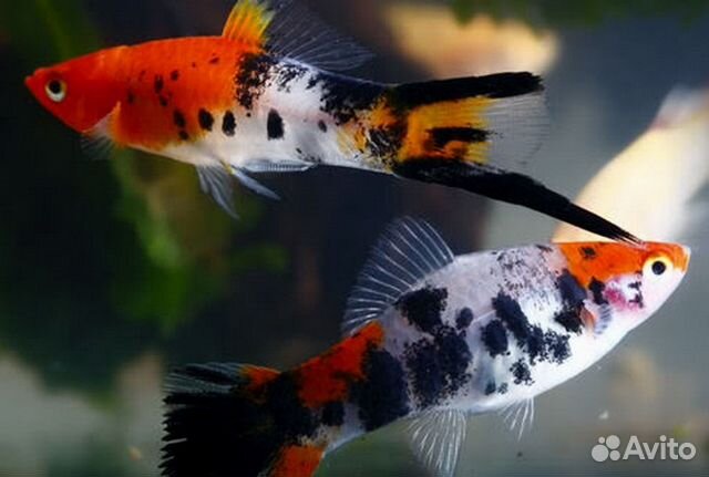 Меченосец кои