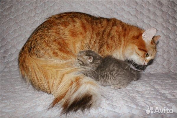 Славные сибирчата от золотой красавицы-мамы