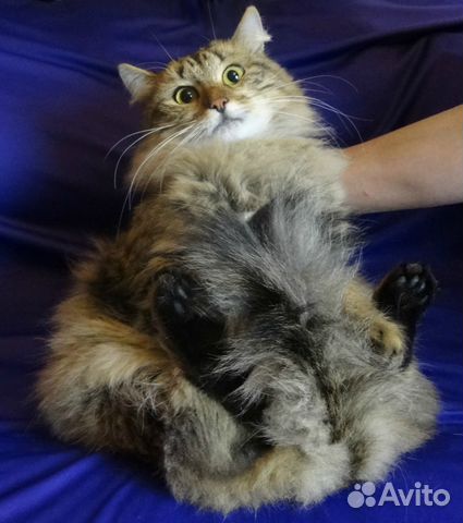 Амурчик - Я крайне возмущен.