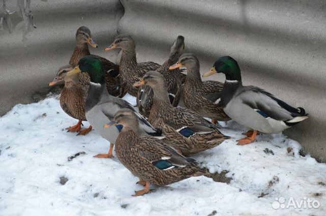 Подсадные утки для охоты