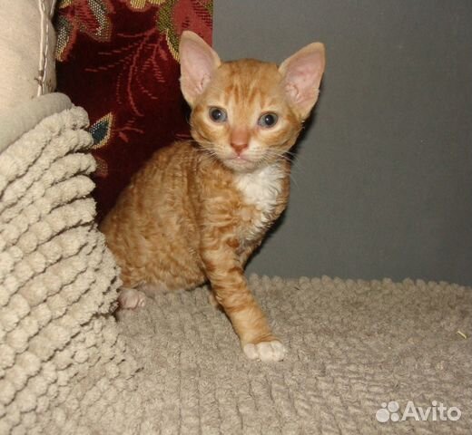 Красная белая грудка уралочка кошечка