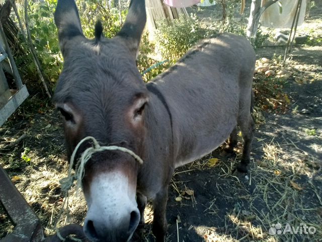 Продаю осла (кличка) Ставрик