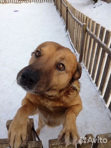 Мишка ищет свою семью