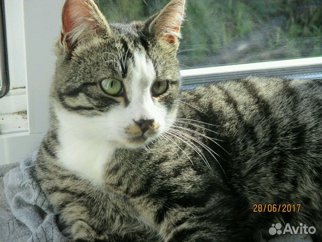 Марсик ищет дом)