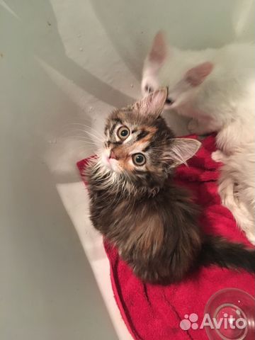 Простые дворяне, отдам даром или на передержку хор