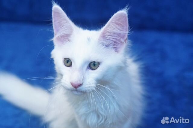 Клубные котята Мейн Кун. Мальчики. Разные окрасы