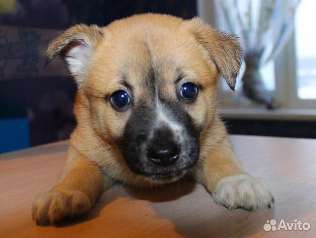 Щенок, Метиска Бельгийской овчарки