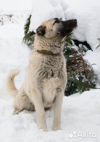 Щенок-подросток, метис алабая, девочка,8 мес