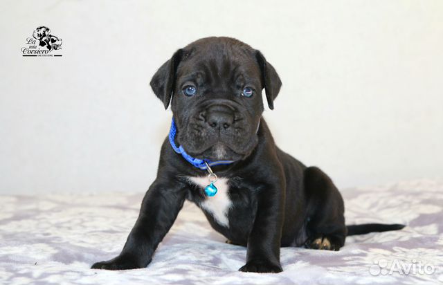 Предлагаются к резерву малыши Кане Корсо