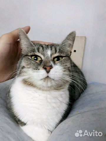 Кошка Агата в добрые руки