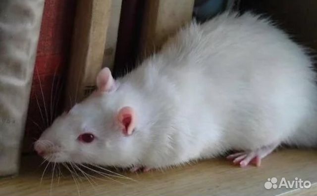 Крыса декоративная с клеткой, кормушкой и поилкой