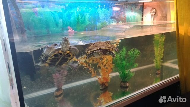 Красноухие Черепашки с приданым