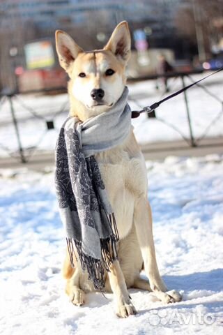 Лисёнок ищет дом