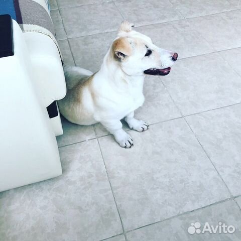 Щенок в дар