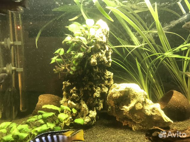 Кенийский камень с анубиусом