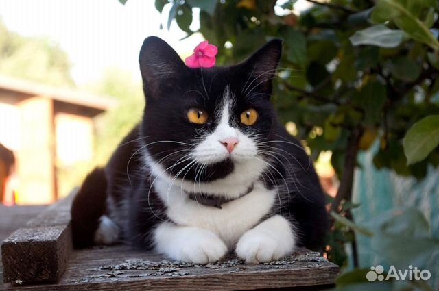 Очаровательная кошка в добрые руки