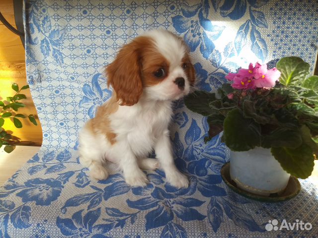 Миниатюрная девочка-Кавалерка