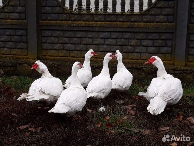 Индоутята (белые)