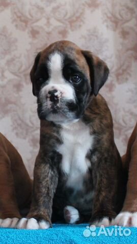 Боксерчики с родословной