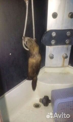 Хорёк самец