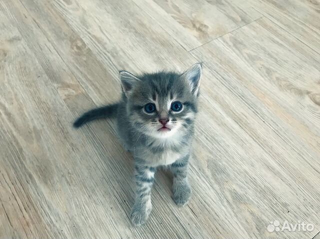 Котенок