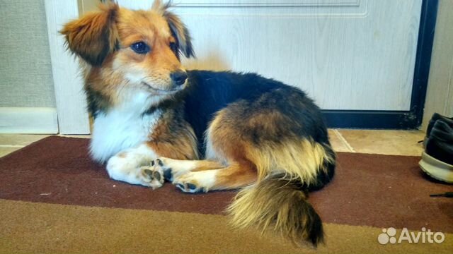 Маленькая трехцветная собака в добрые руки