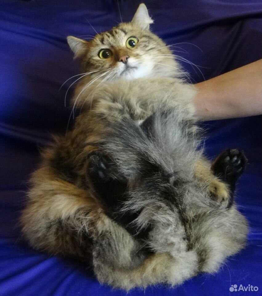 Амурчик - "Я крайне возмущен."