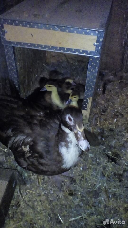 Индоутка мускусная куры петухи1 Км от мкада