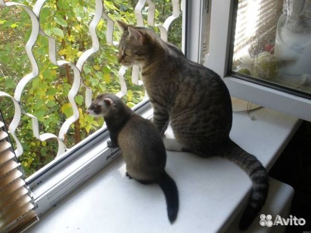 Хорьки, норки, лисы. Реализую.Working all over th