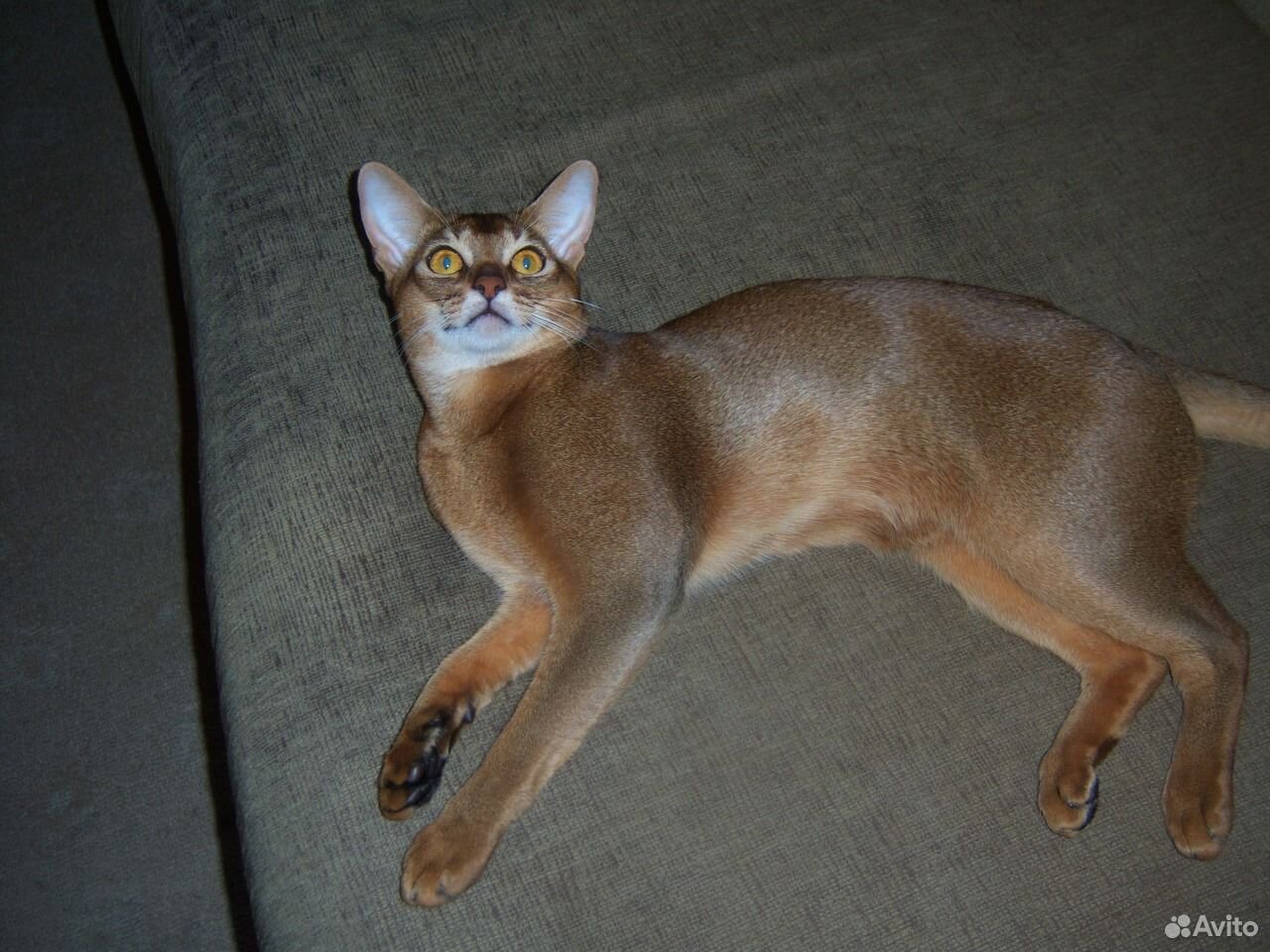 Кот Макс (вязка)