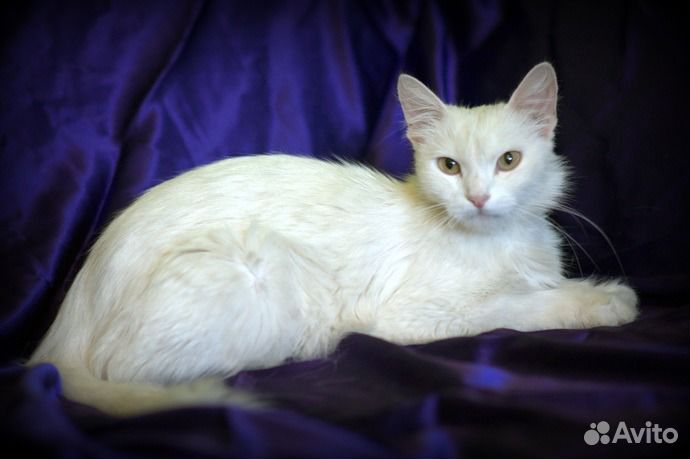 Молодая ангорская кошка Селия в дар