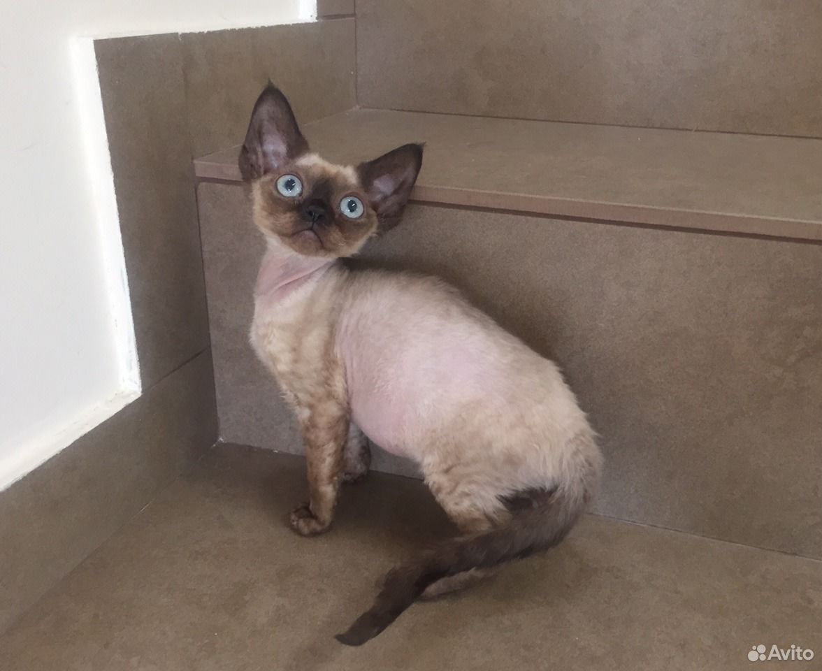 Девон рекс Кошечка Феличита