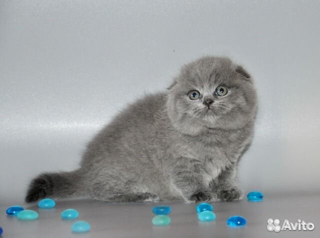 Голубо-лиловый вислоухий Филипп и Феодора