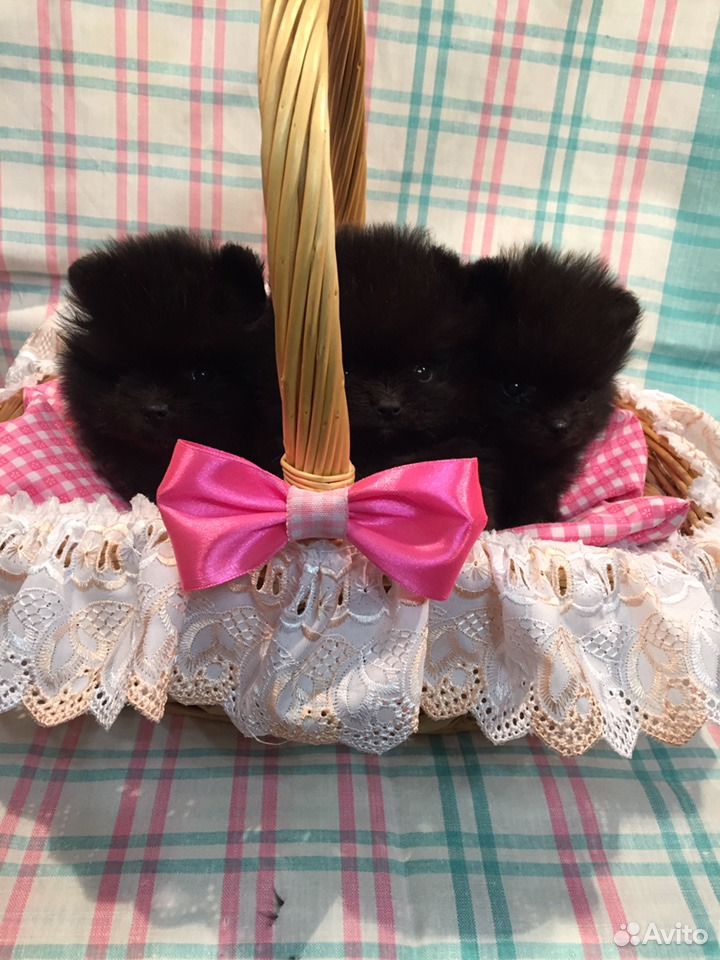 Чёрные клубочки