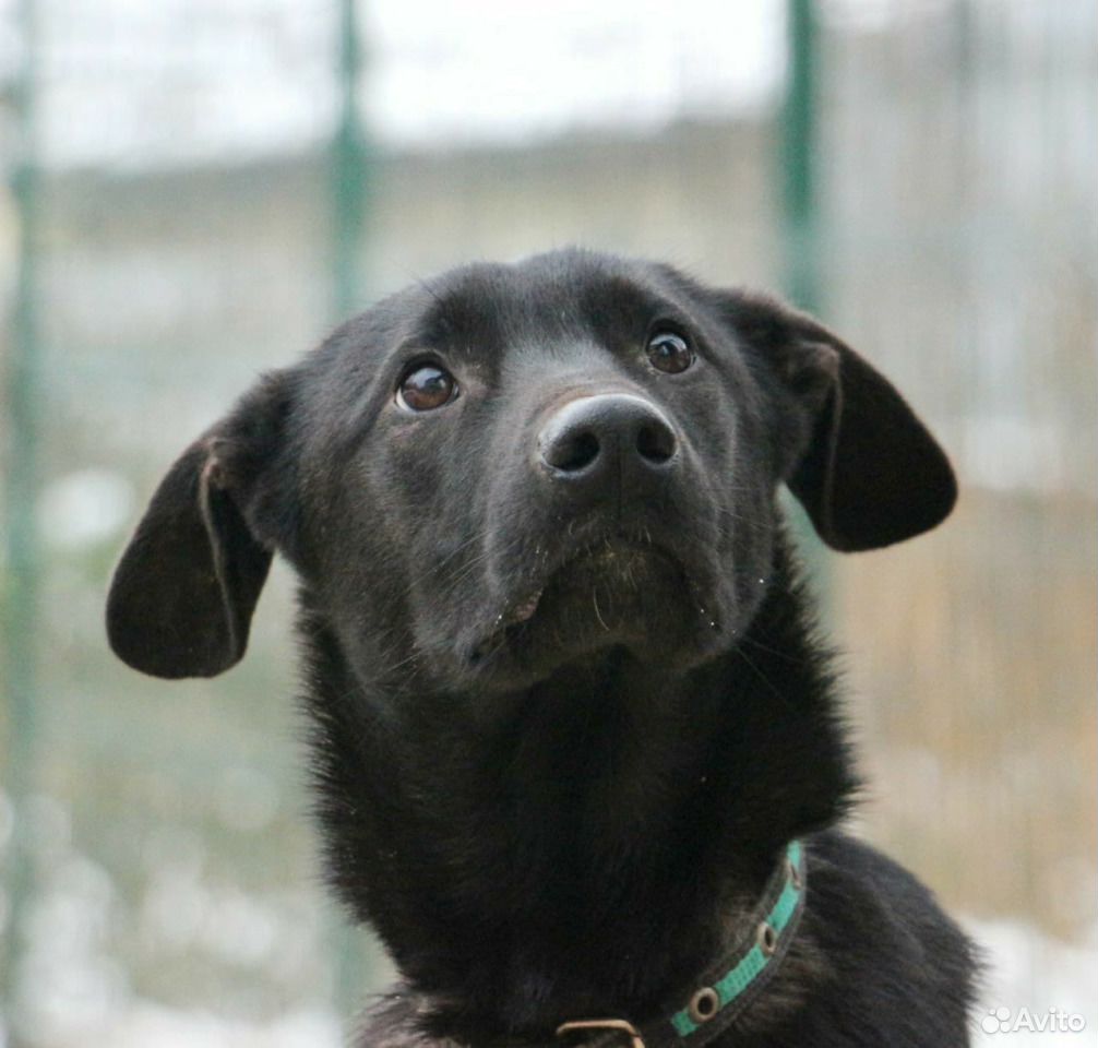 Сестрички-уголечки, овчаристые метисы в дар
