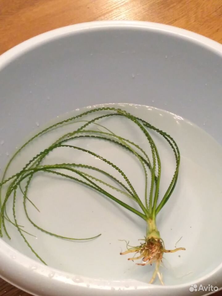 Продаю Кринум волнистый