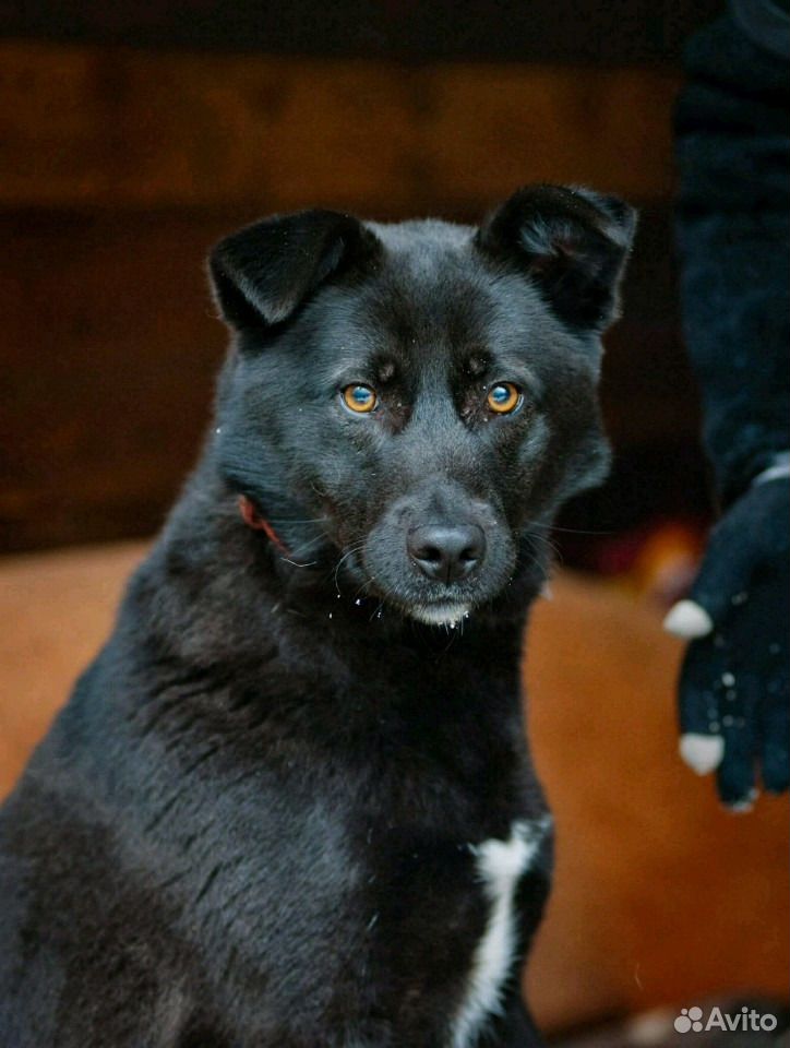 Отдам даром роскошную Лауру в добрые руки