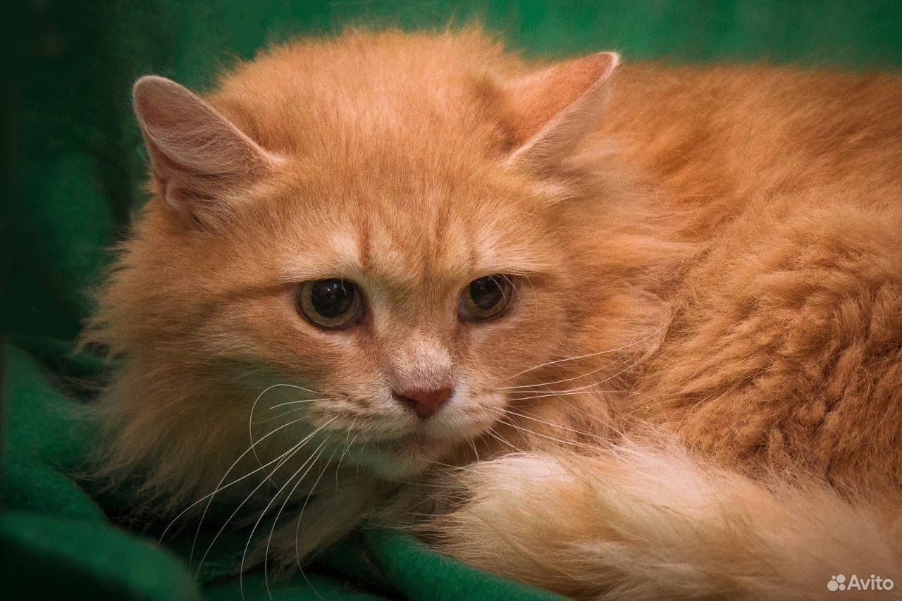 Рыжая кошка в добрые руки